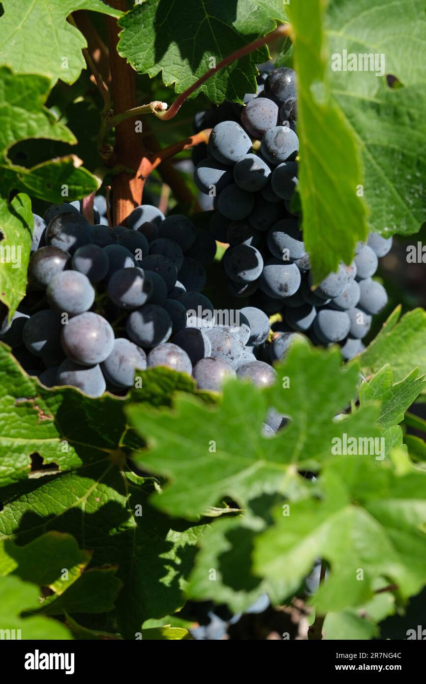 A cluster of deep purple-black ripe grapes hangs from a lush, green ...