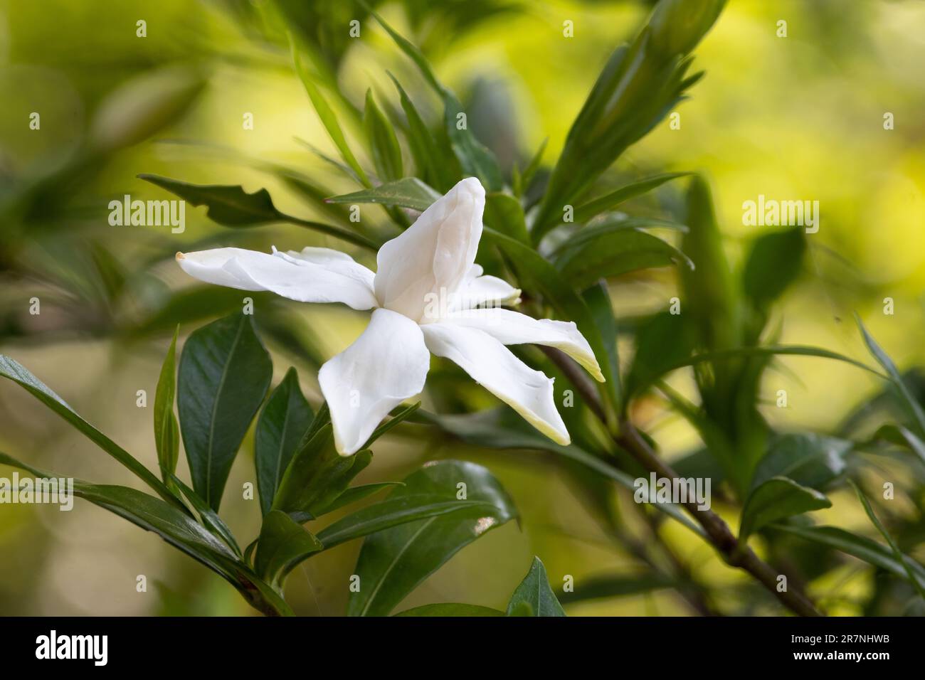 single isolated gardenia flower starting to bud Stock Photo - Alamy