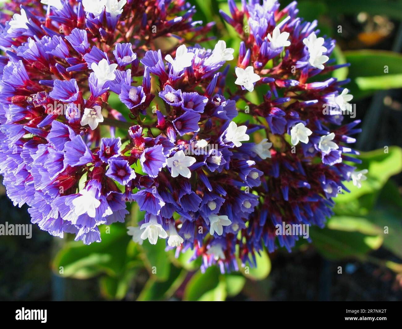 Sea lavender (Limonium arborescens) - native Canary Islands plant ...