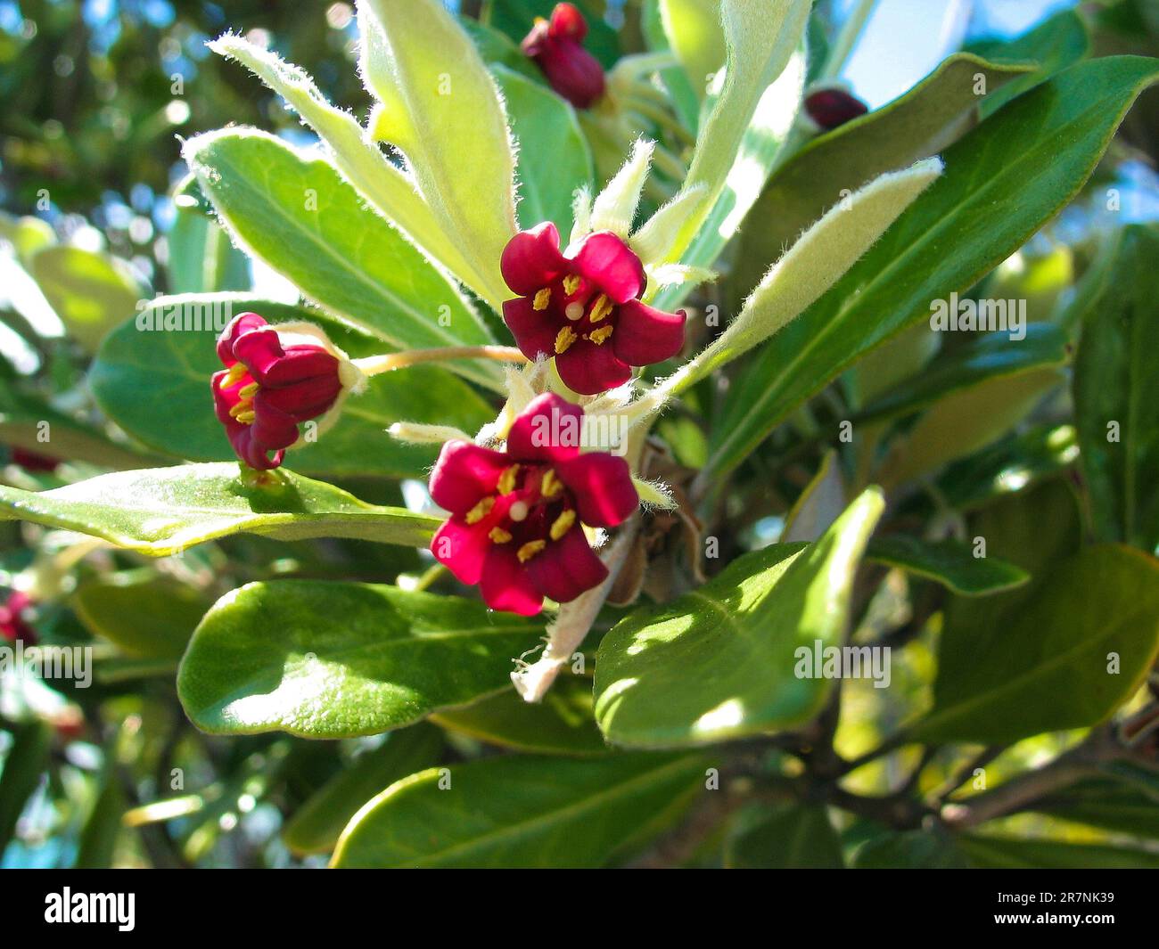 Pittosporum crassifolium karo hi-res stock photography and images - Alamy