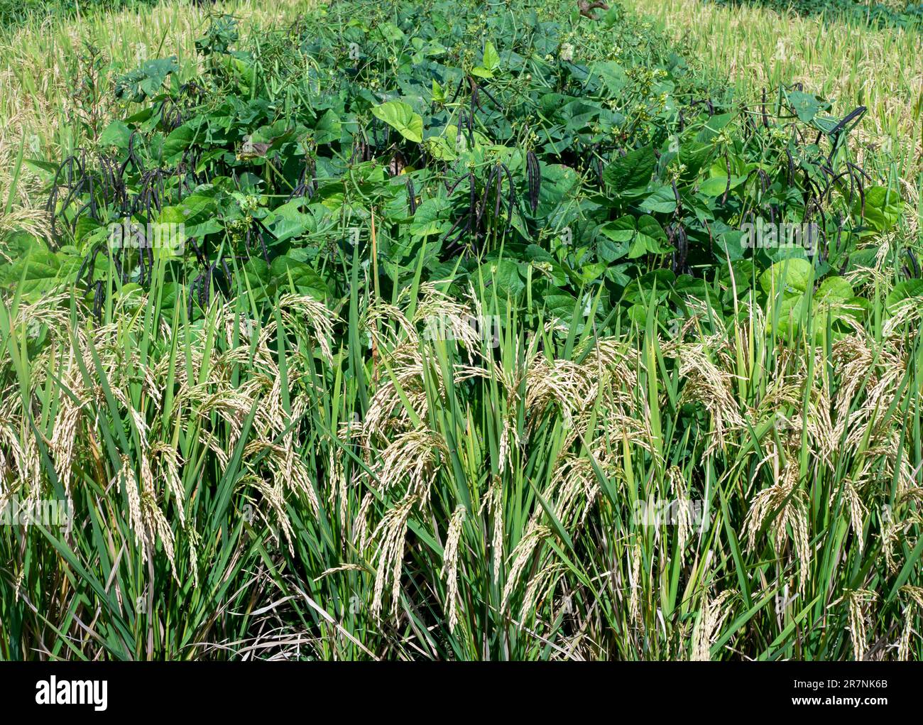 Green paddy rice plant and Mung bean (Vigna radiata) plant on rice ...