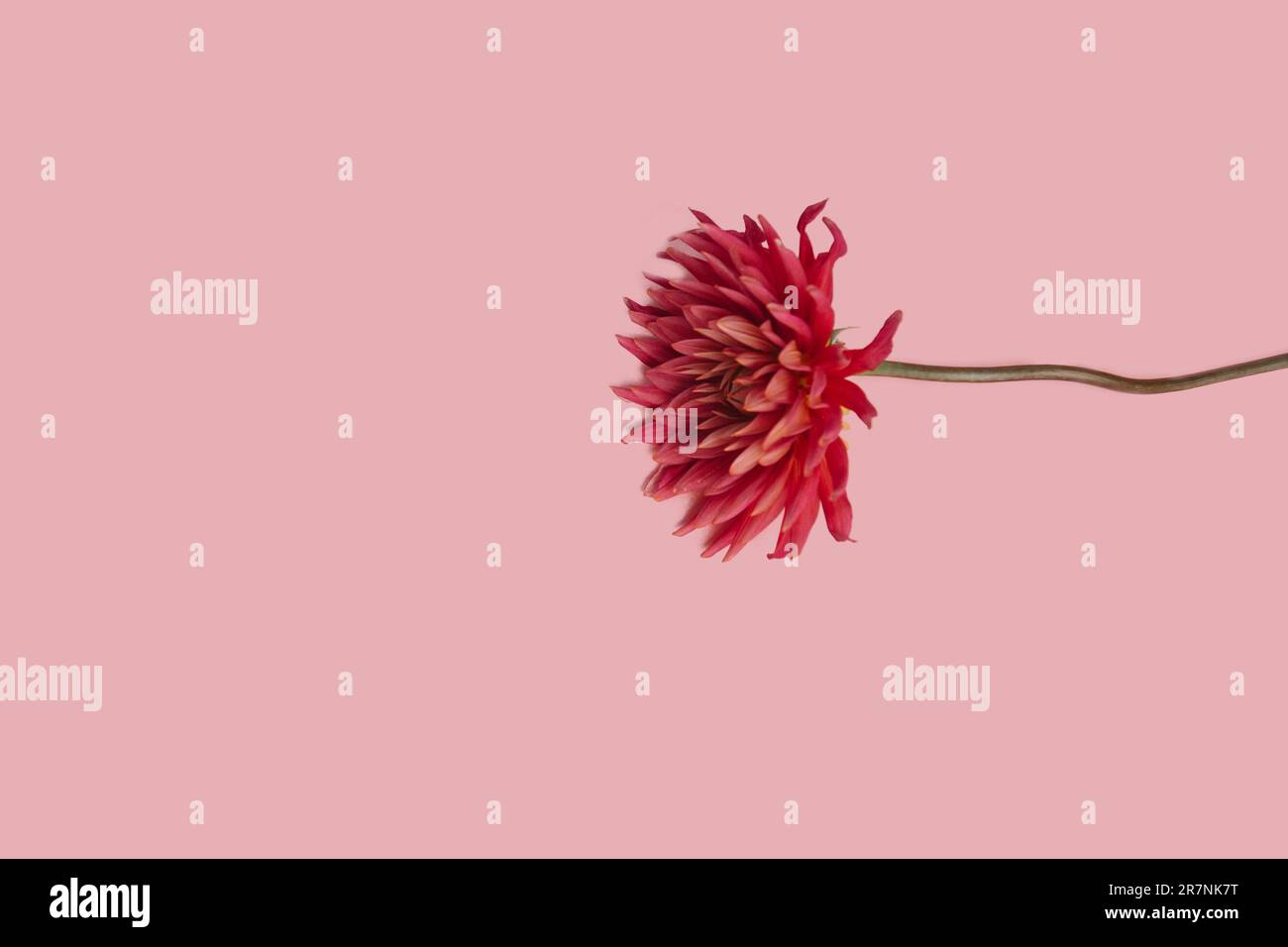 pink flower on a pink background. female health concept. A reference to ...