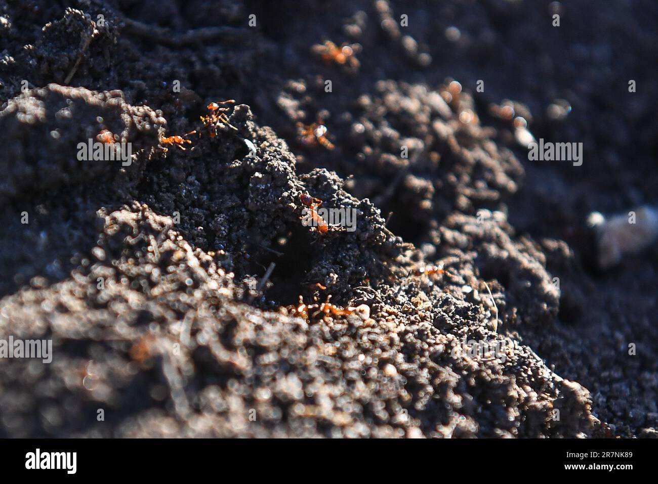 Norwell, Australia. 15th June, 2023. Fire ants are seen in a nest on a ...