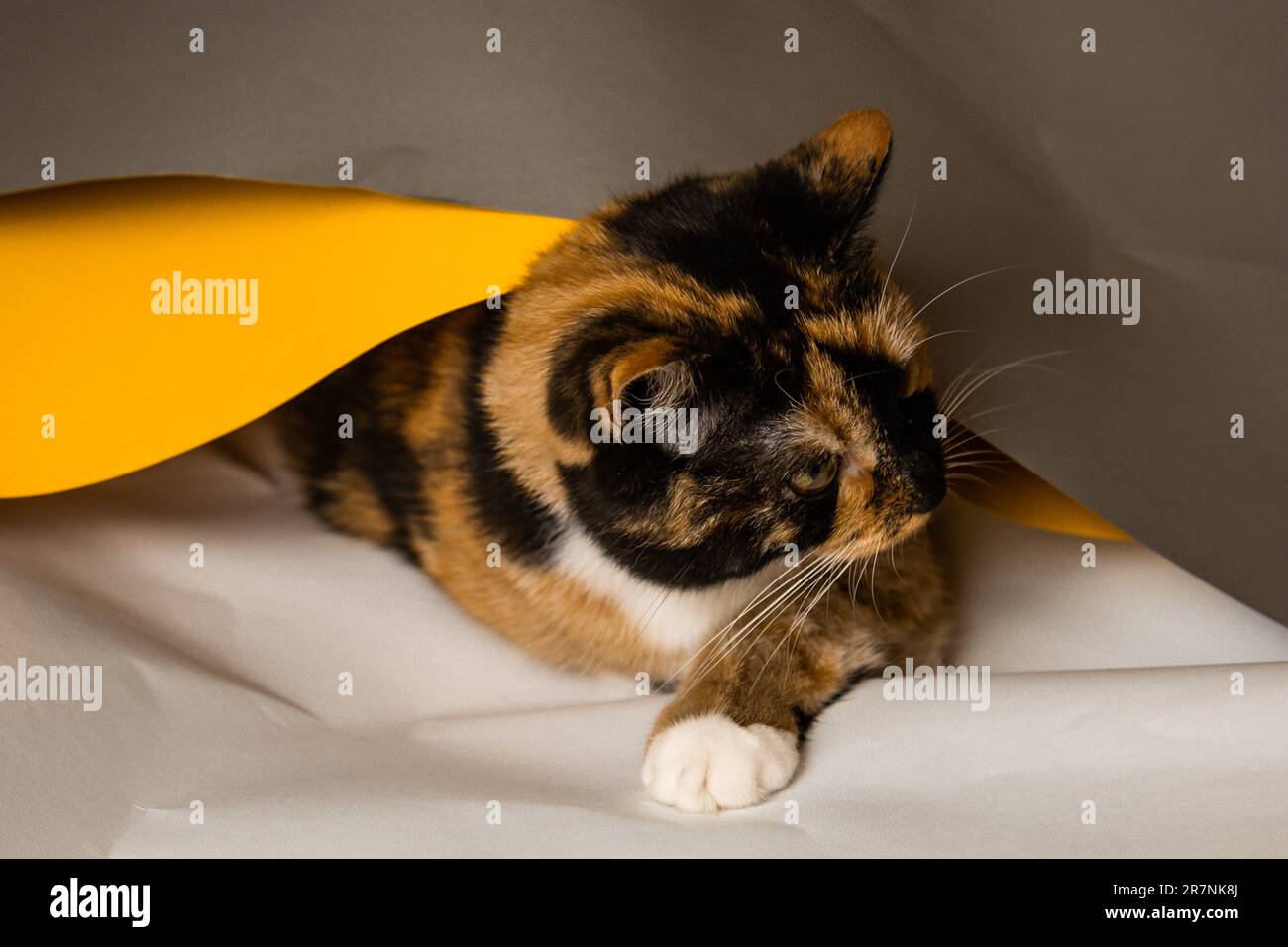 Domestic three-cat cat plays in whatman sheets of gray, white and ...