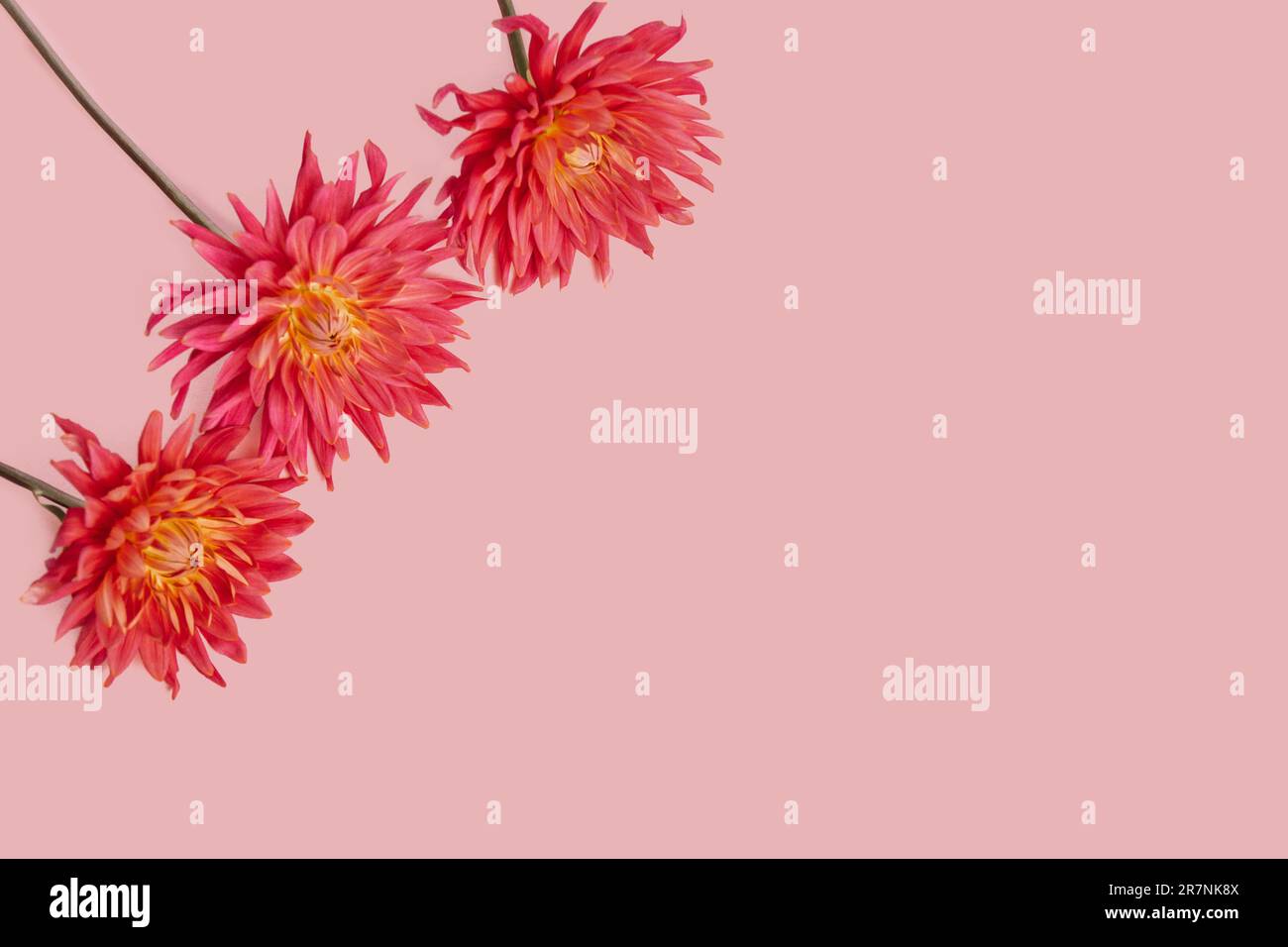pink flower on a pink background. female health concept. A reference to ...