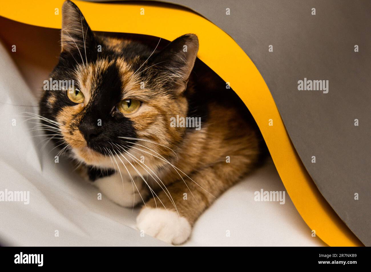 Domestic three-cat cat plays in whatman sheets of gray, white and ...