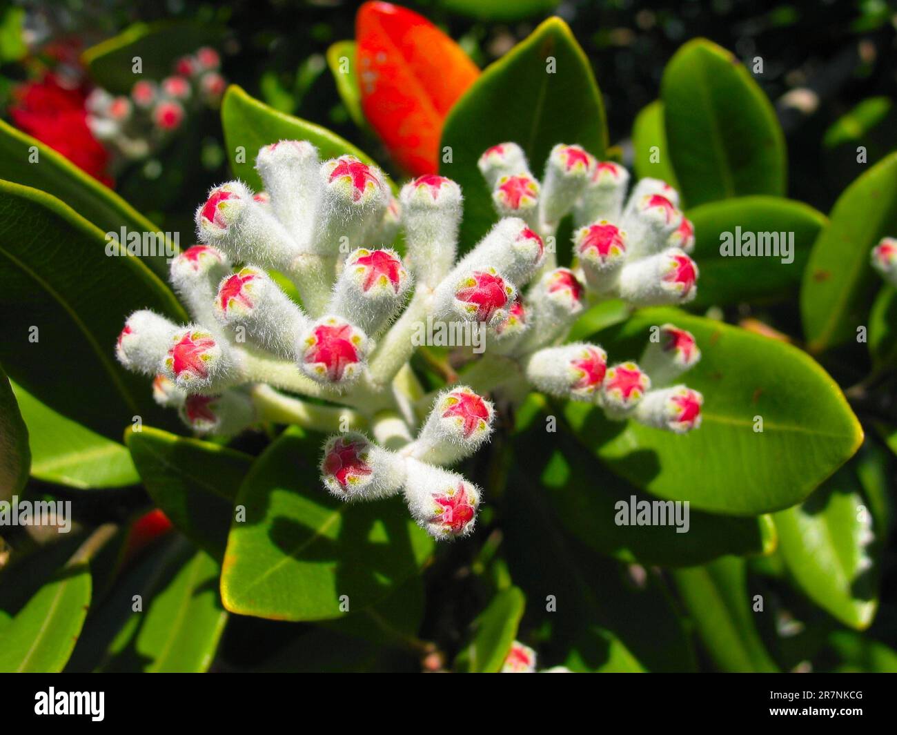 Pohutukawa tree (Metrosideros excelsa) - opening flower buds Stock ...