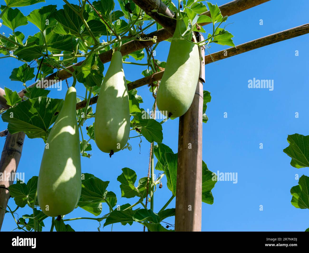 Green calabash gourd growing hi-res stock photography and images - Alamy