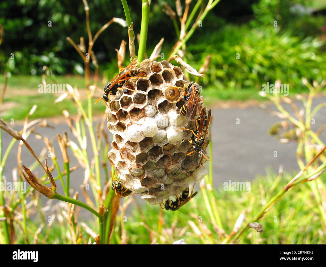 Paper wasps (Vespidae) building a new nest Stock Photo - Alamy