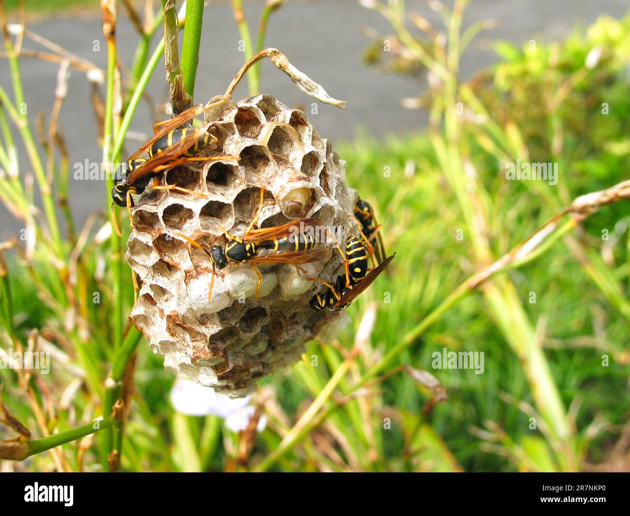 Paper wasps (Vespidae) and their new nest Stock Photo - Alamy