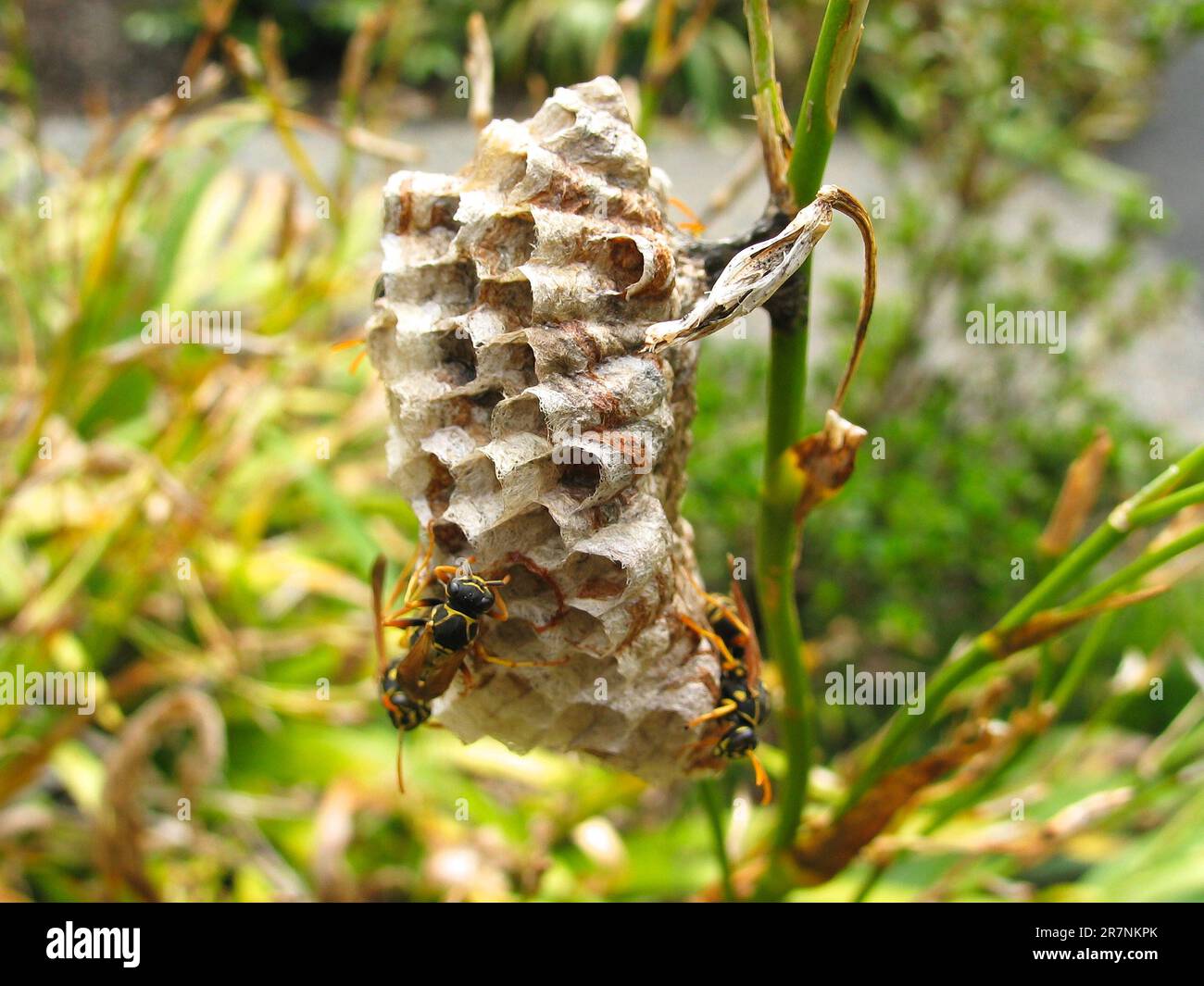 Paper wasps (Vespidae) on a comb (nest Stock Photo - Alamy