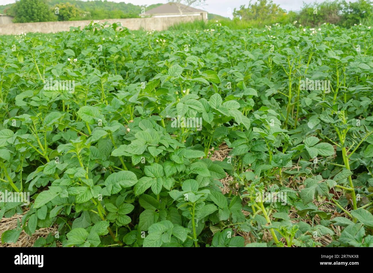 White irish potatoes hi-res stock photography and images - Alamy