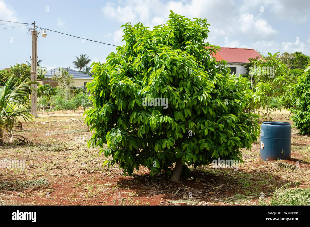 A short mountain soursop tree with thick foliage is growing in an ...