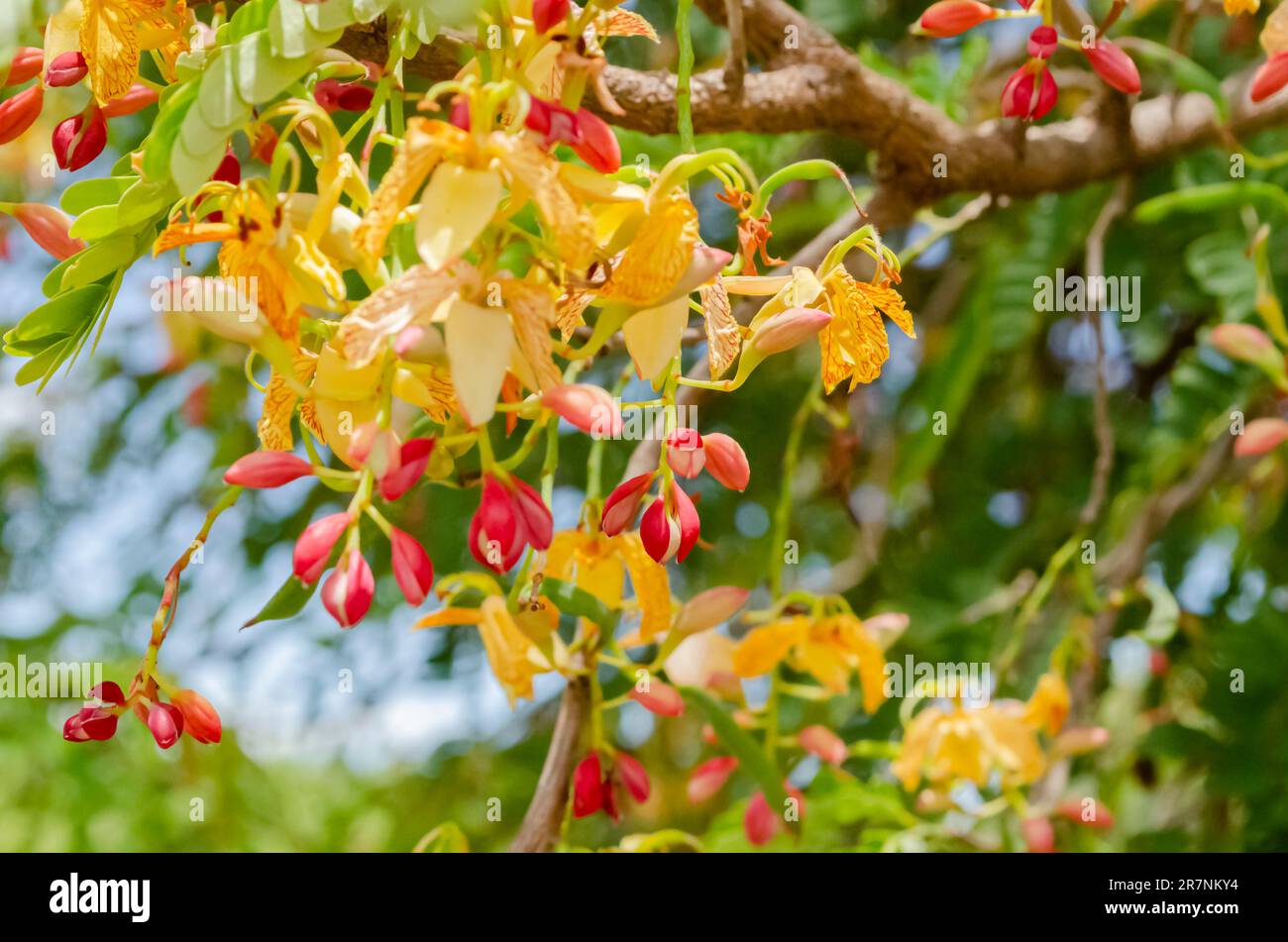 Tamarind flowers hi-res stock photography and images - Alamy