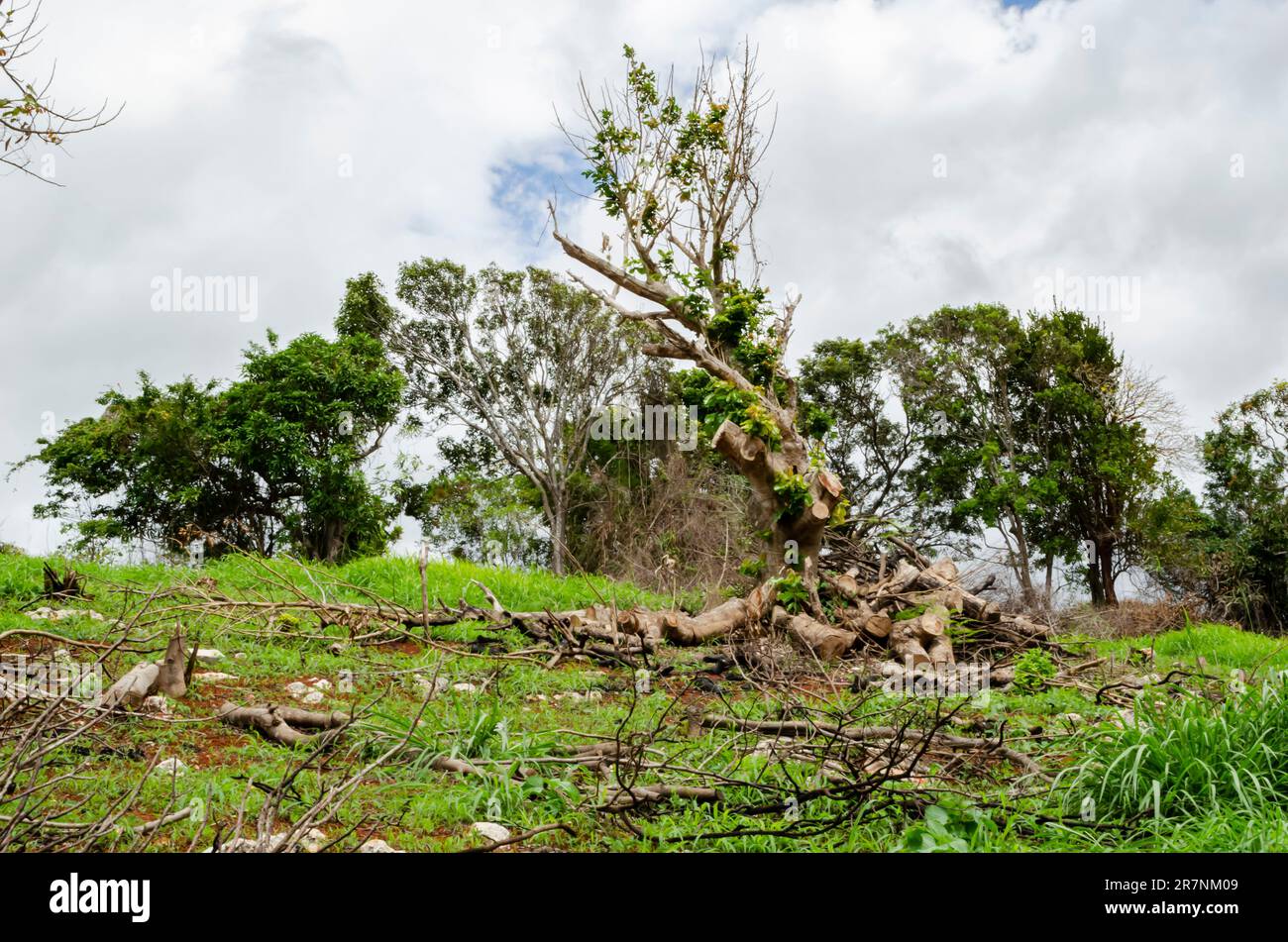 Budding trees hi-res stock photography and images - Alamy