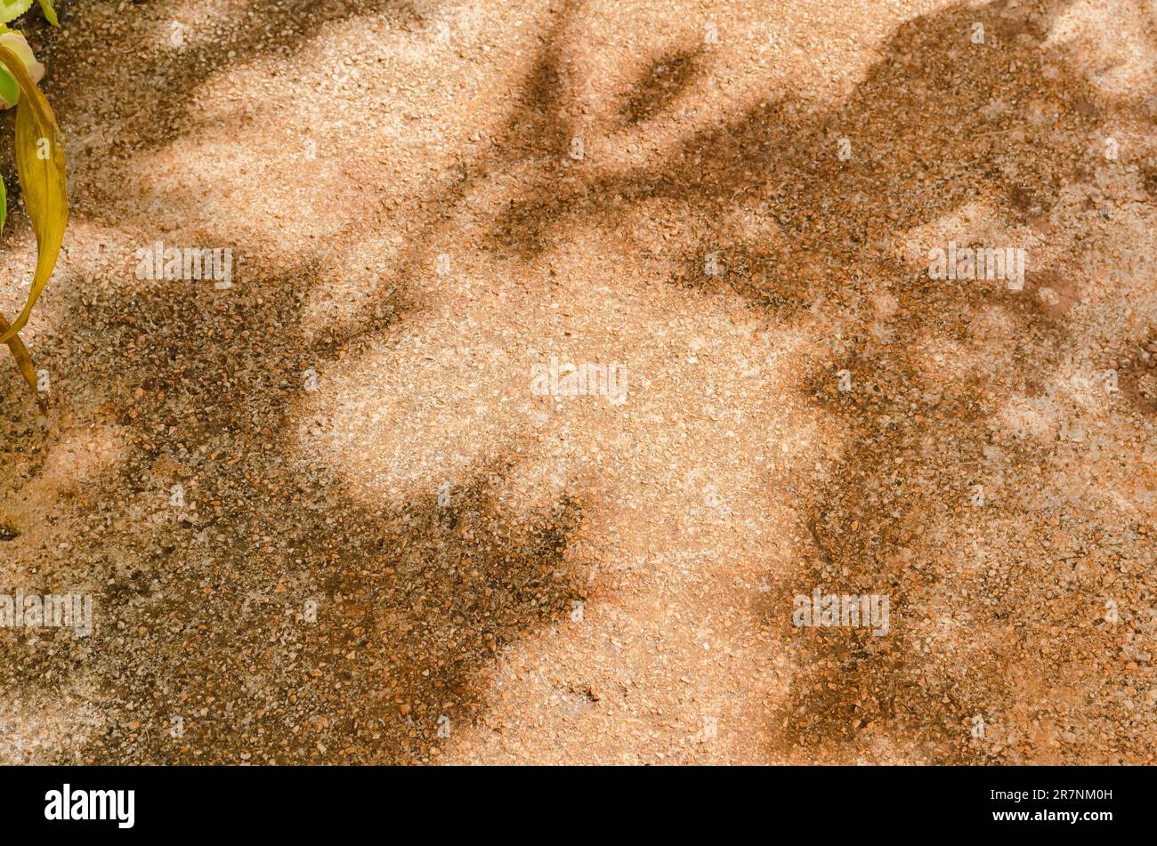 Plants cast shadows on an outdoor concrete pavement Stock Photo - Alamy