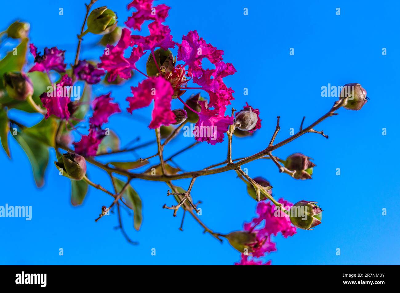 Natural background, pink flowers in bloom in autumn Stock Photo - Alamy