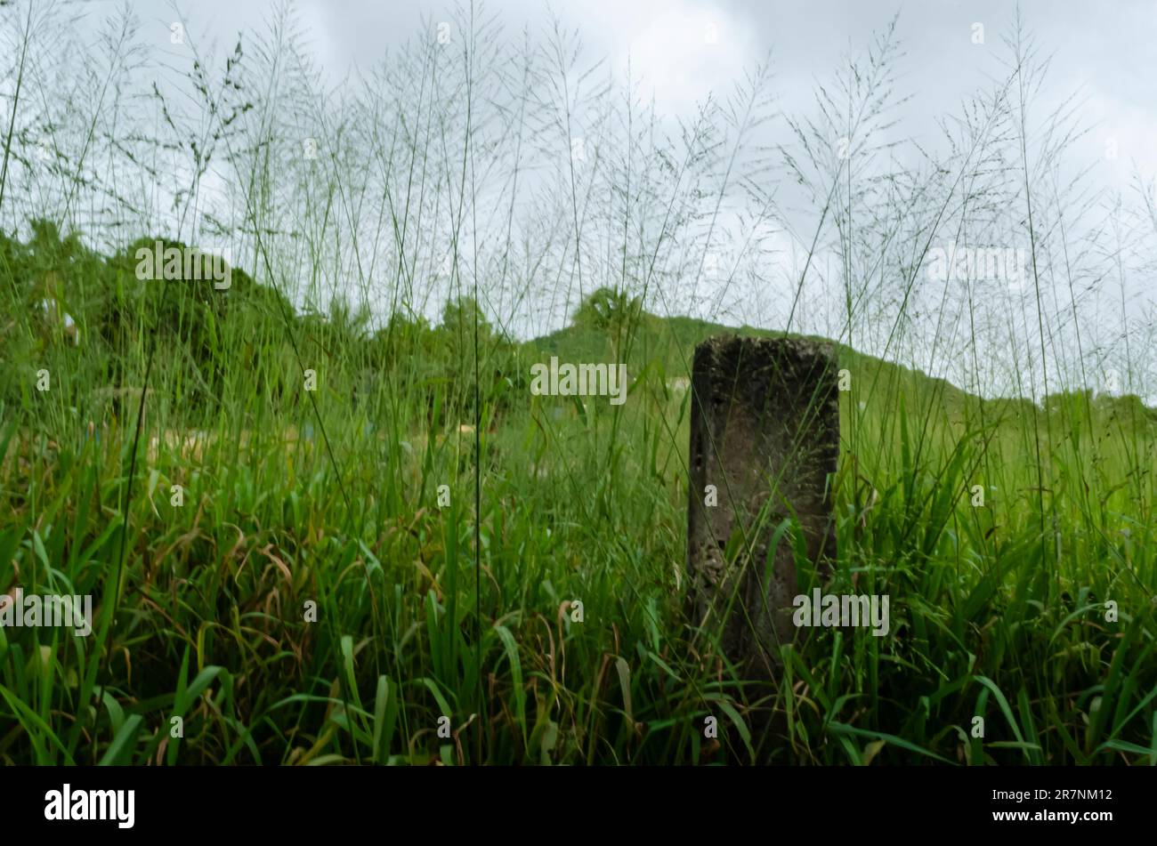 A concrete column stands isolatd among tall gunea grass with stems of ...