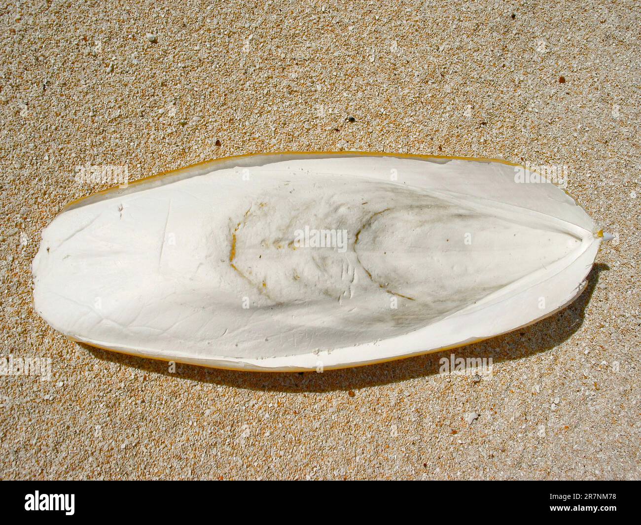 Cuttlefish Bone Cuttlebone For Canary Small To Medium Birds Natural