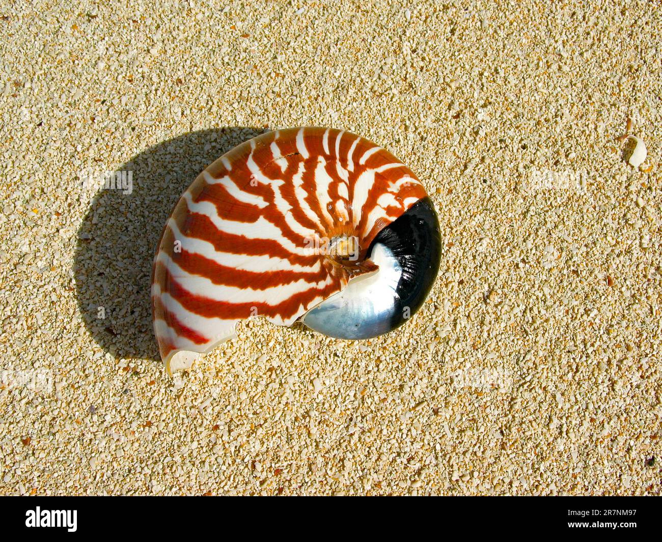 Living nautilus species hi-res stock photography and images - Alamy