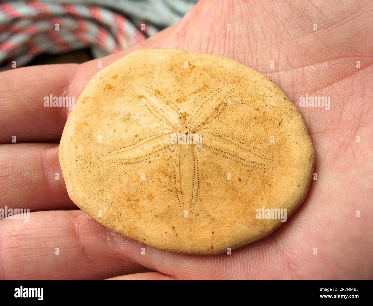 Shell of an urchin, sand dollar, beachcombing in New Caledonia Stock ...
