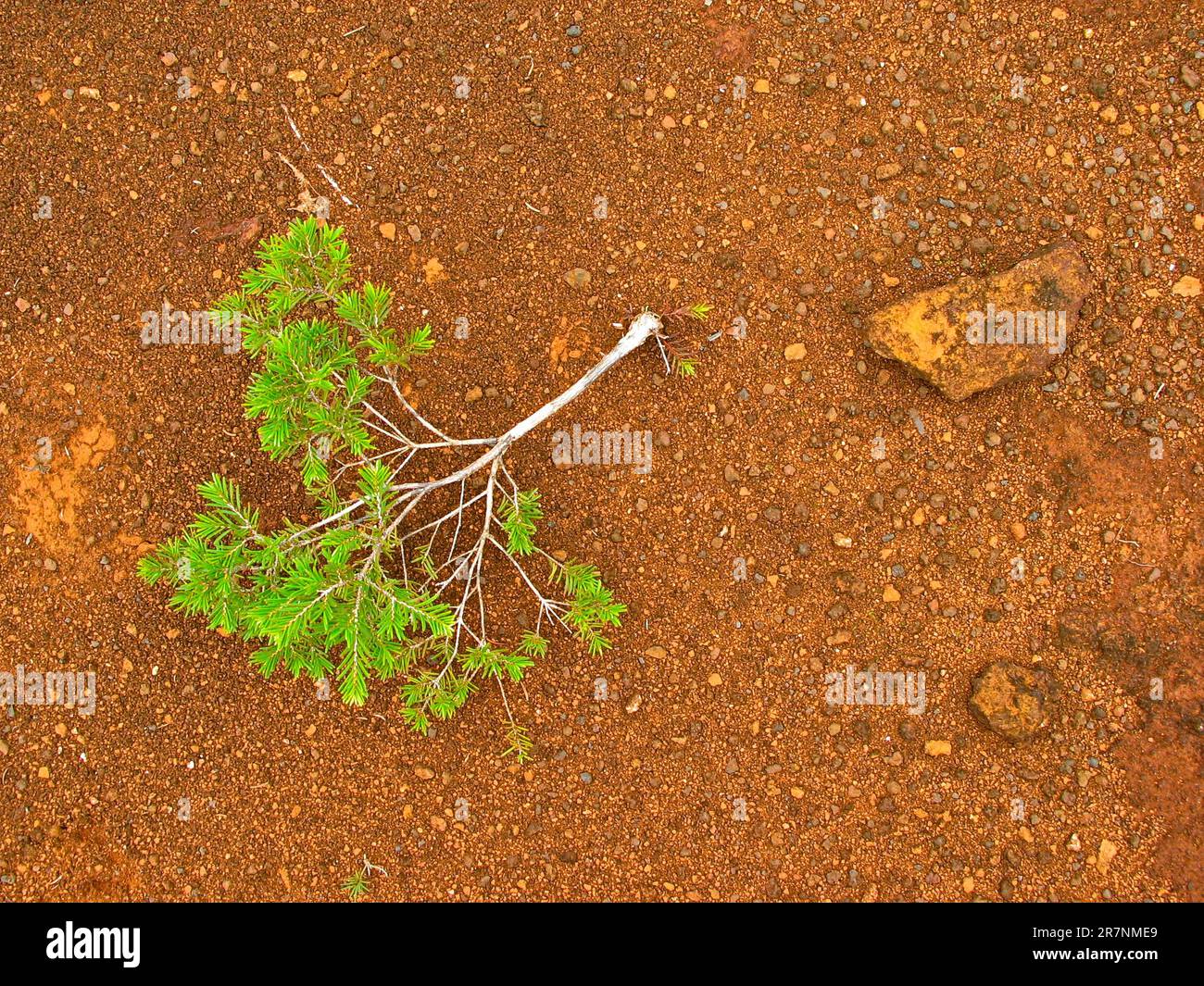 Nature of New Caledonia, a small green plant on red soil background ...