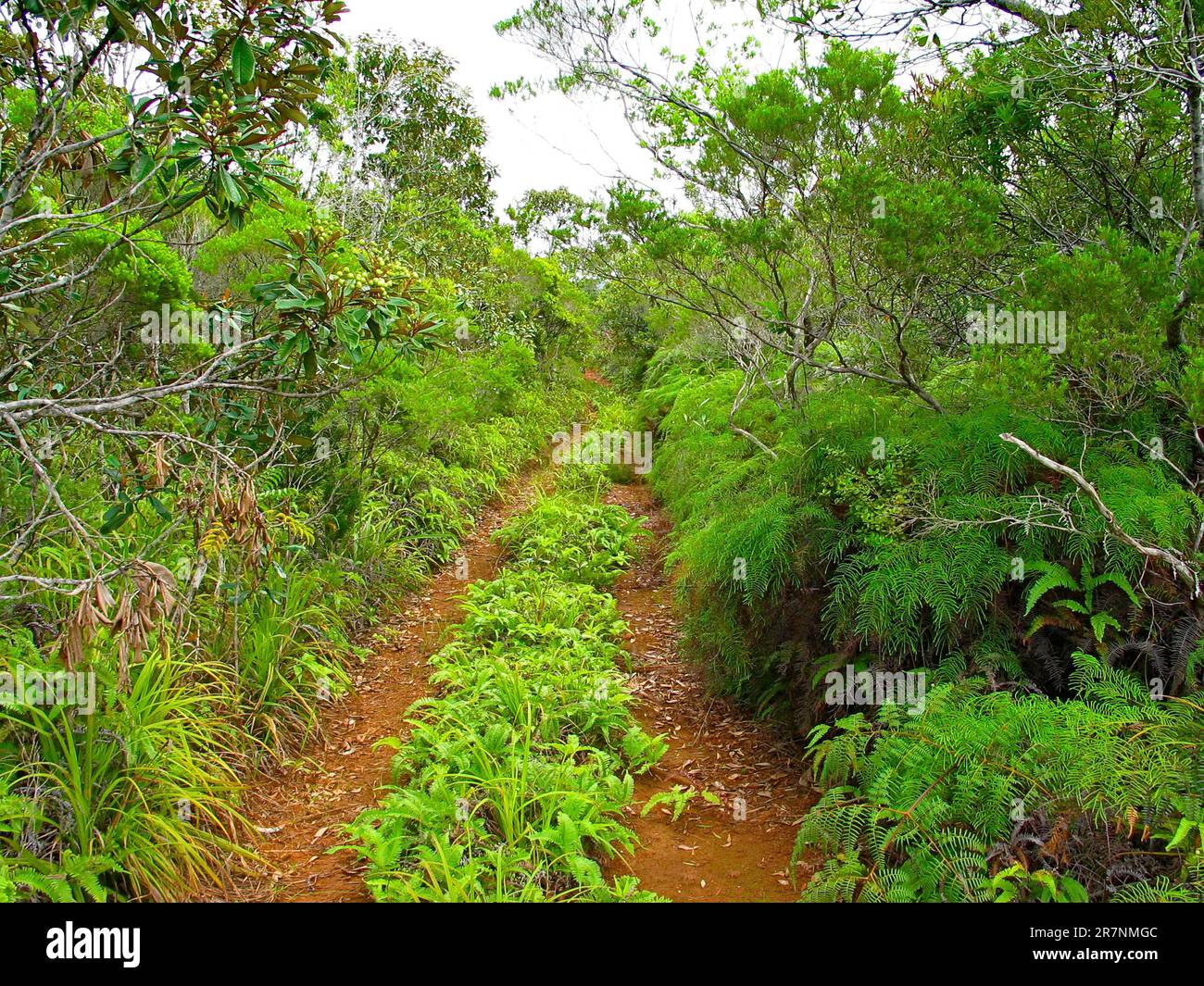 Path in the bush, nature of New Caledonia Stock Photo - Alamy