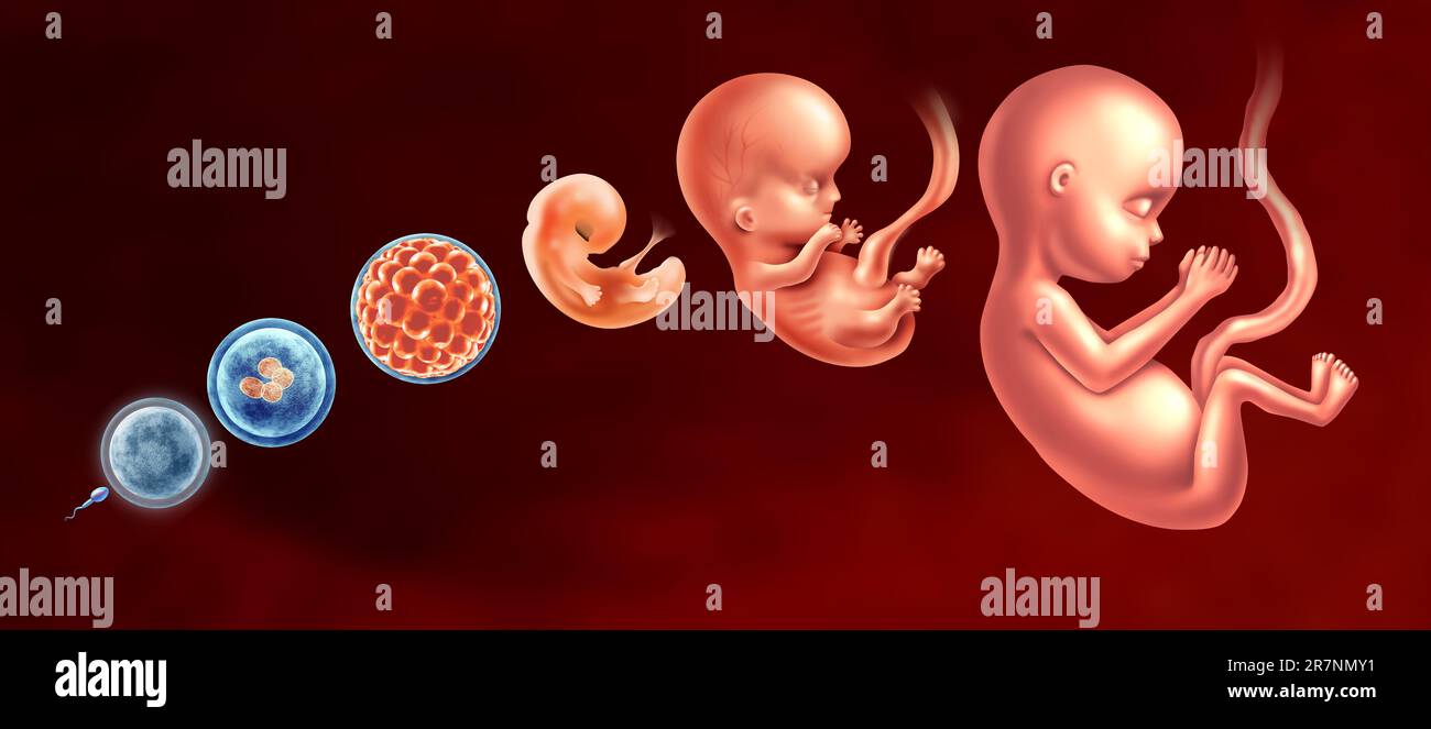 Embryo Development Stages and Embryology or Embryogenesis as a sperm ...