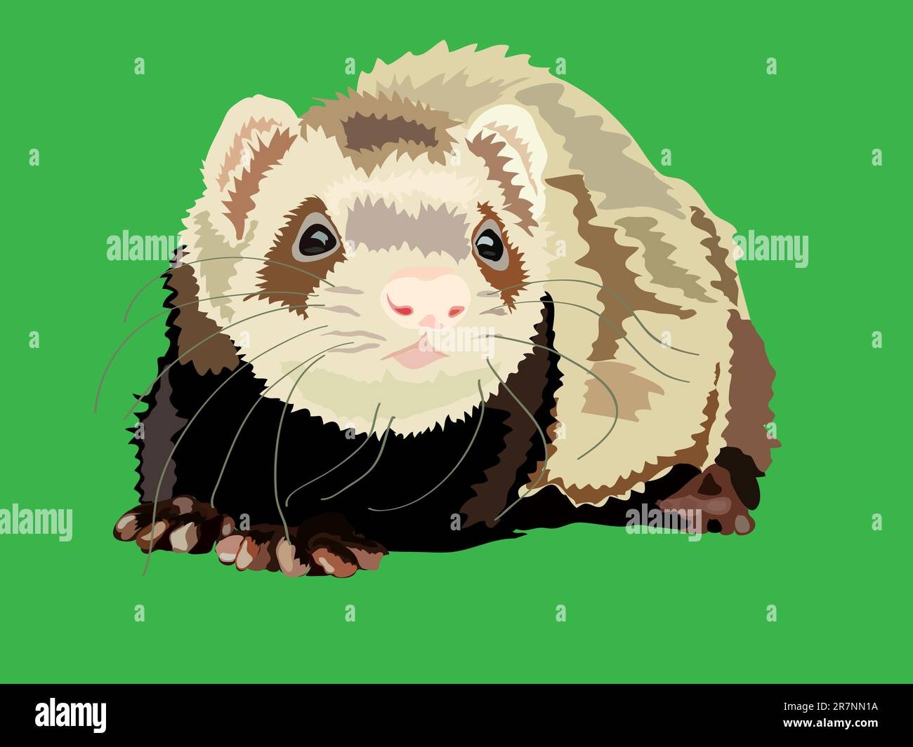 vector illustration of the ferret on the green background Stock Vector ...