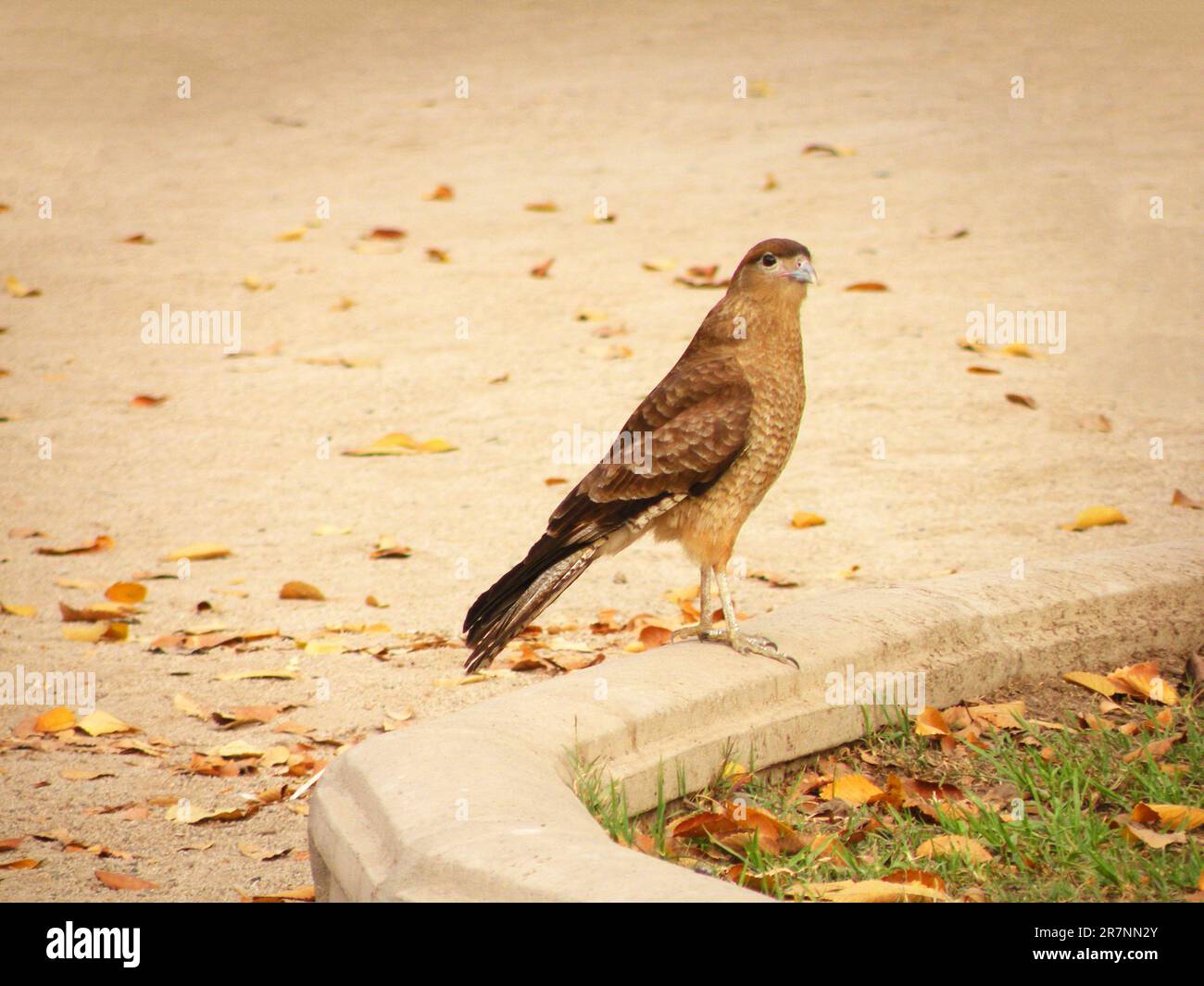 Chimango, also called Tiuque, native to South America Stock Photo - Alamy