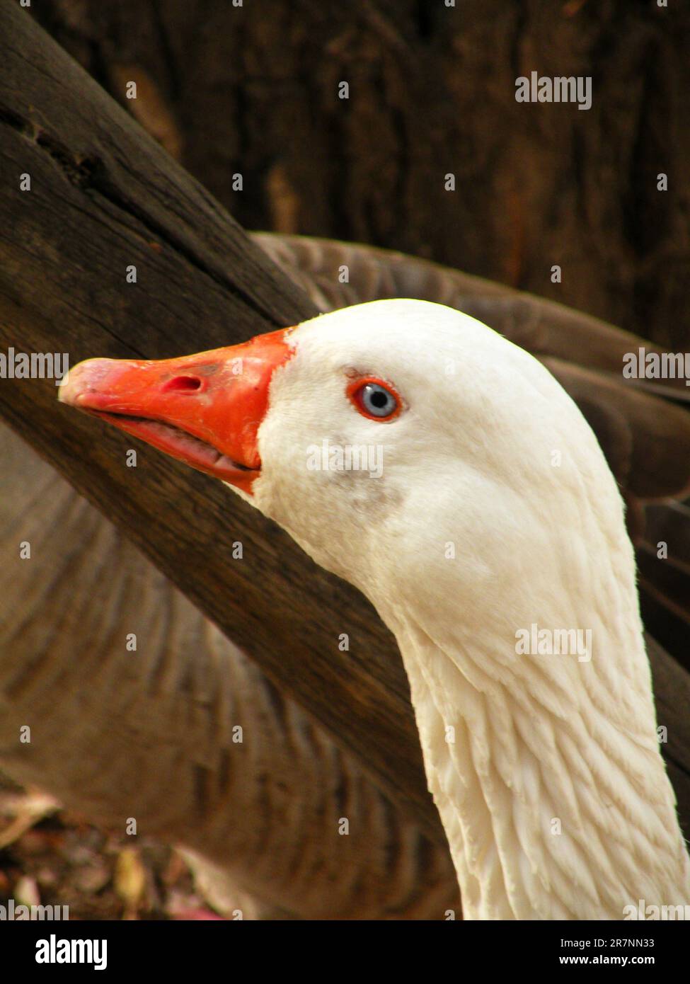 Head beak eye hi-res stock photography and images - Alamy