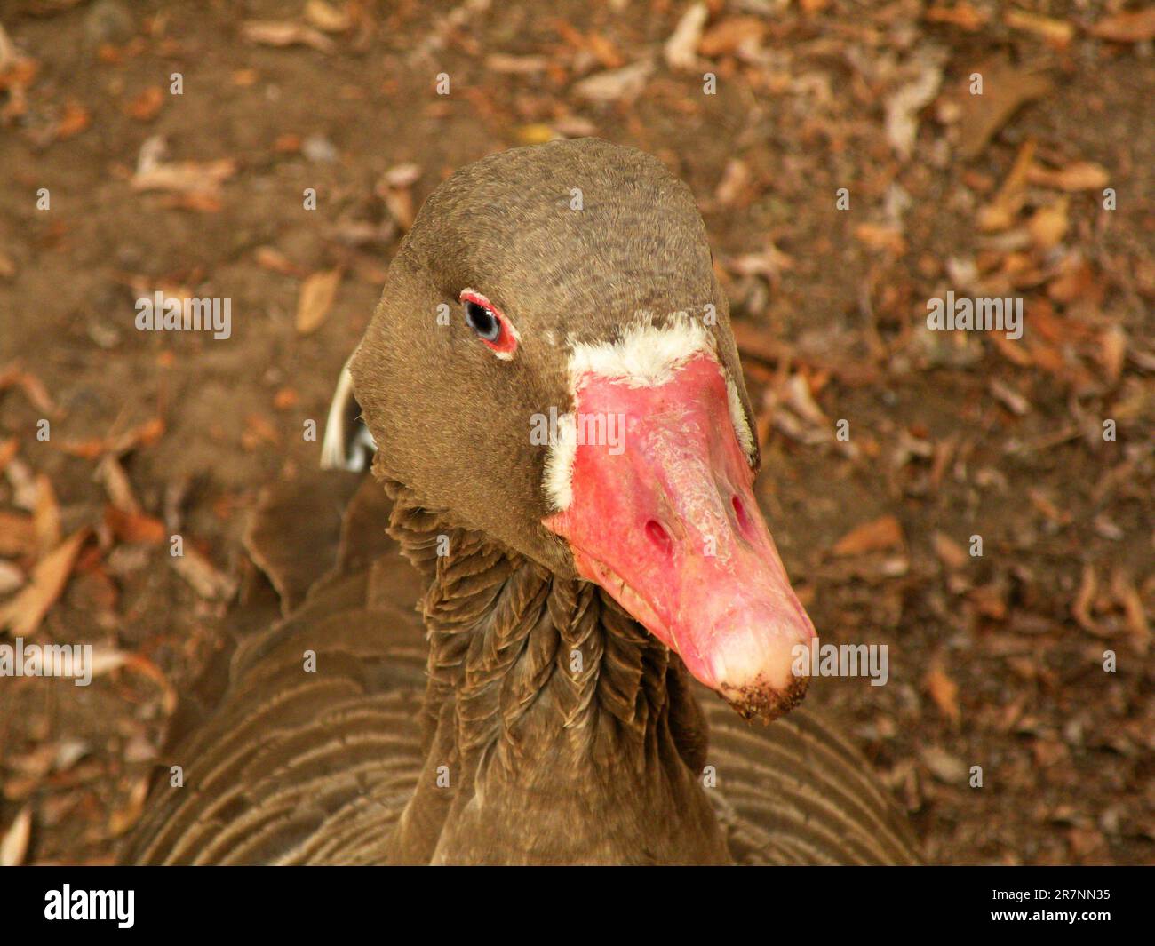 Head beak eye hi-res stock photography and images - Alamy
