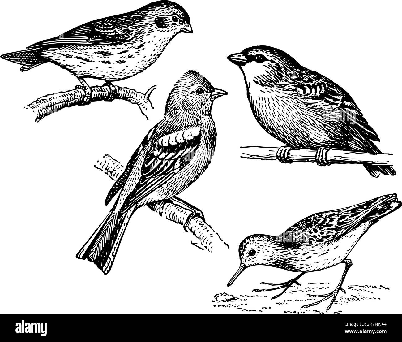 Some birds isolated on white Stock Vector Image & Art - Alamy