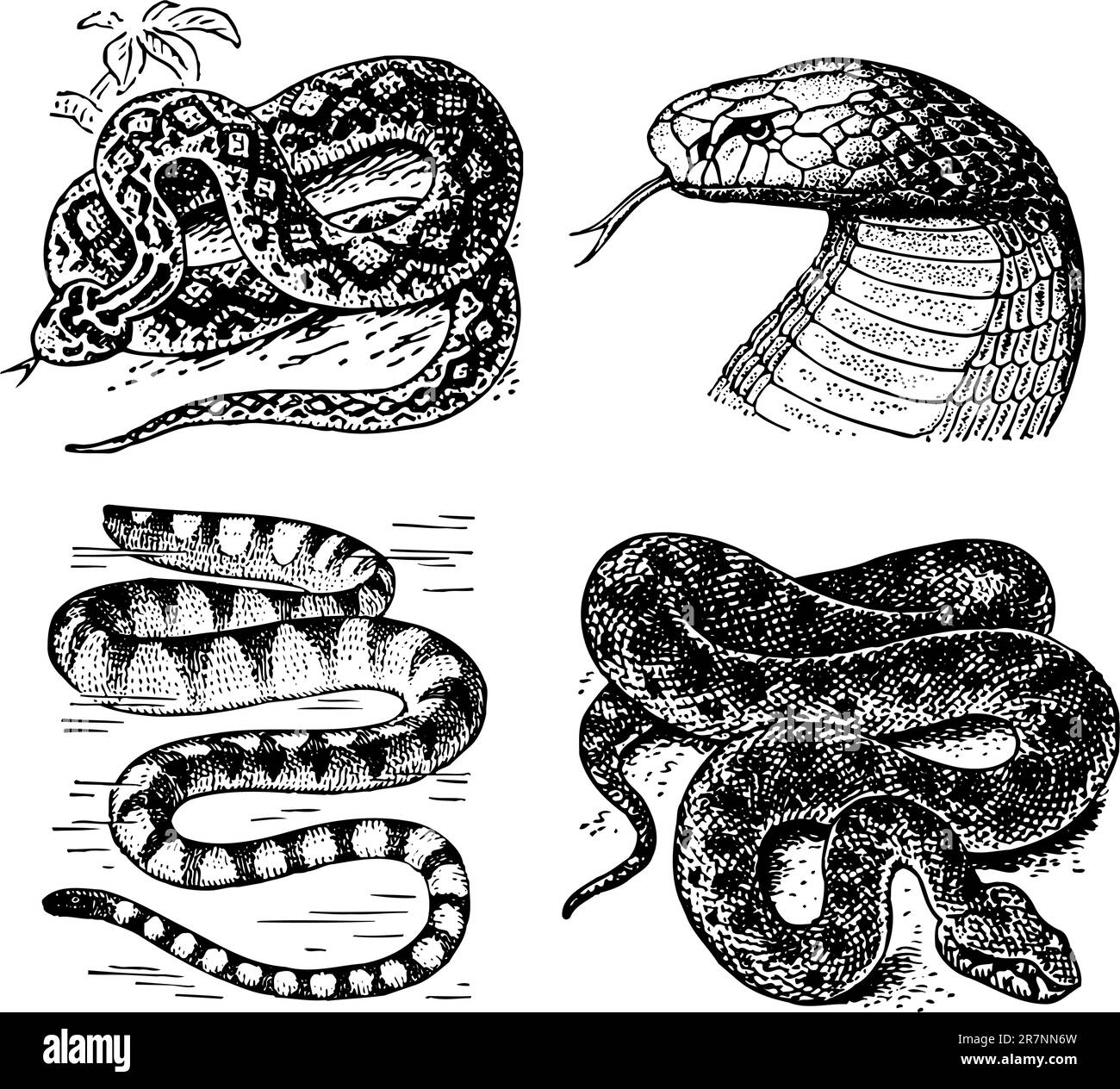Picture snakes Cut Out Stock Images & Pictures - Alamy