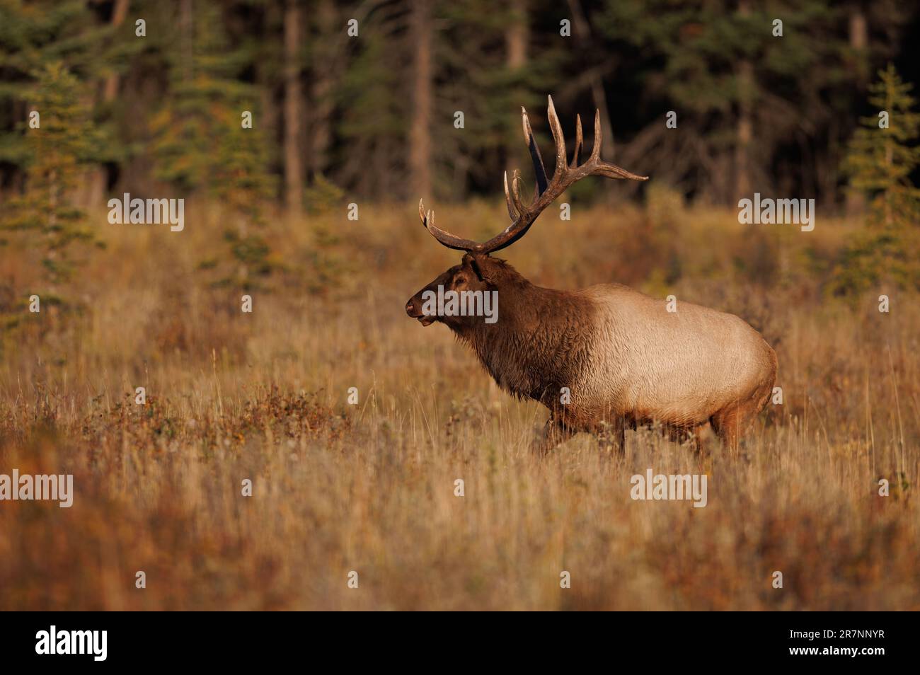 Elk rut in the Canadian Rockies Stock Photo - Alamy