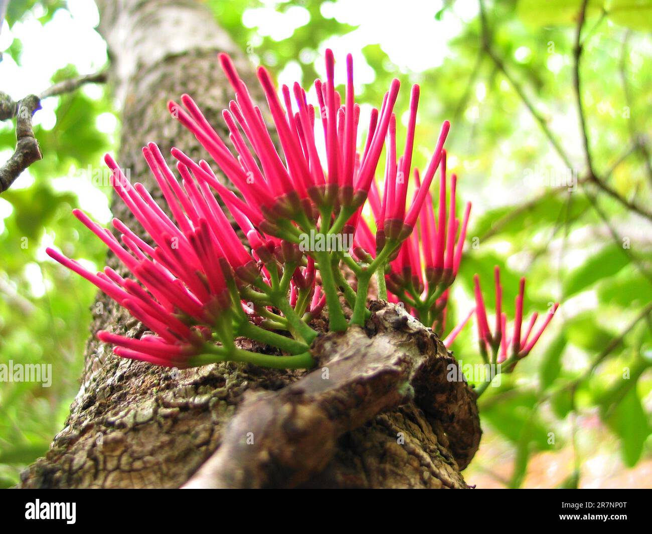 Flower of a tropical parasitic vine (Amyema scandens Stock Photo - Alamy