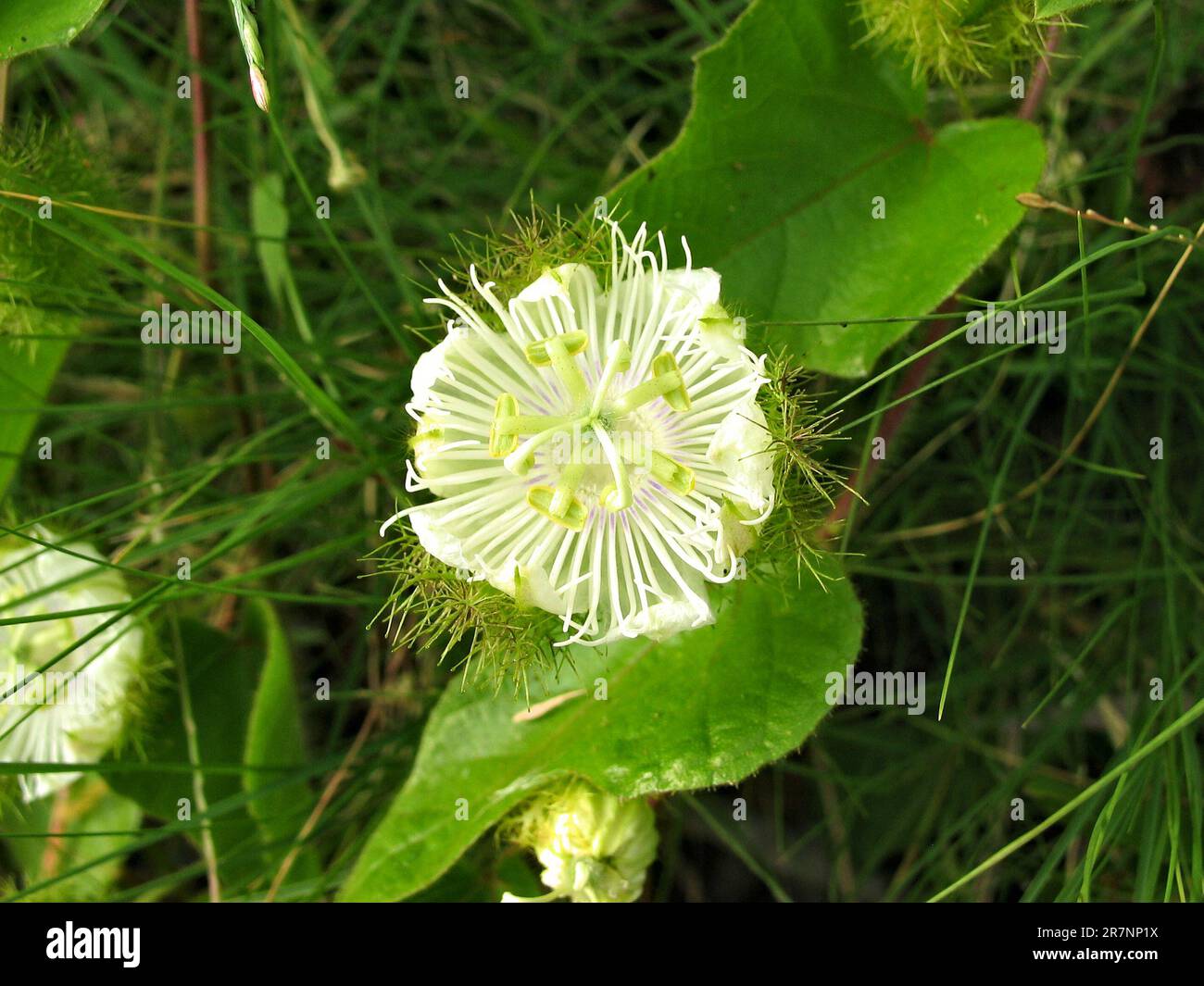 Passiflora (Passiflora foetida) vine plant growing wild in northern ...