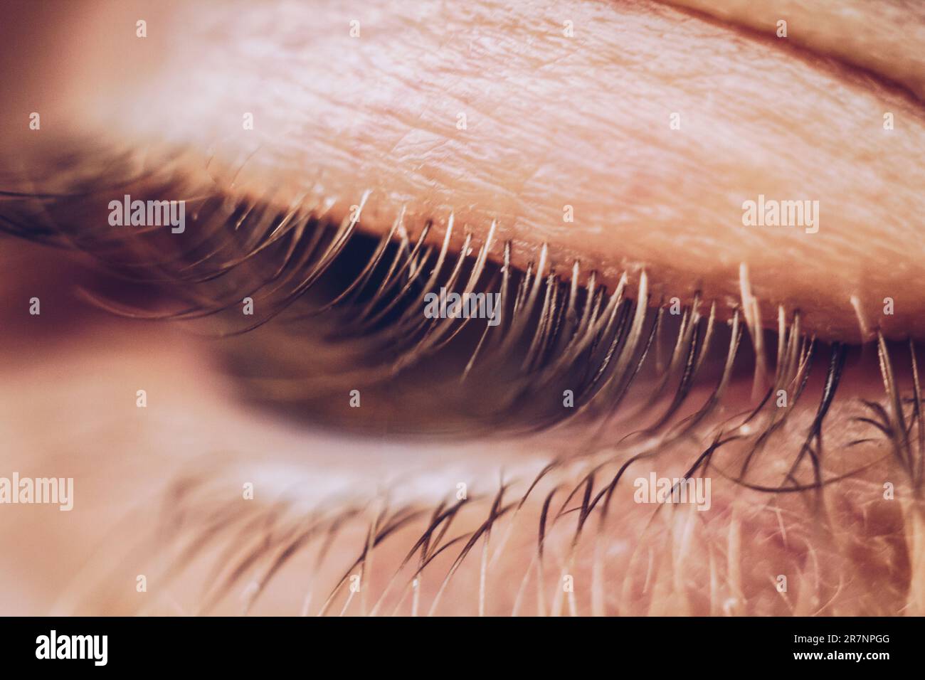 male eye close up. eyelashes in macro. upper and lower eyelid Stock ...