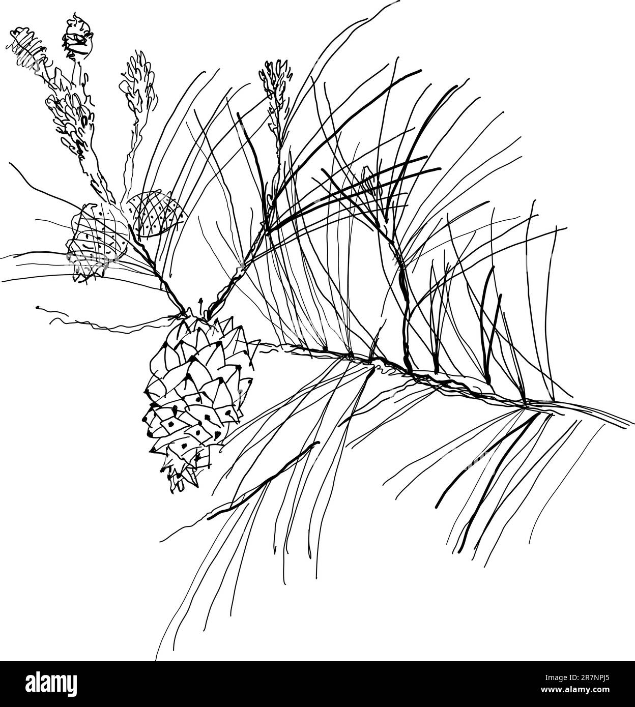 Monochrome Pen Drawing Fir Tree Branch Stock Vector Image And Art Alamy