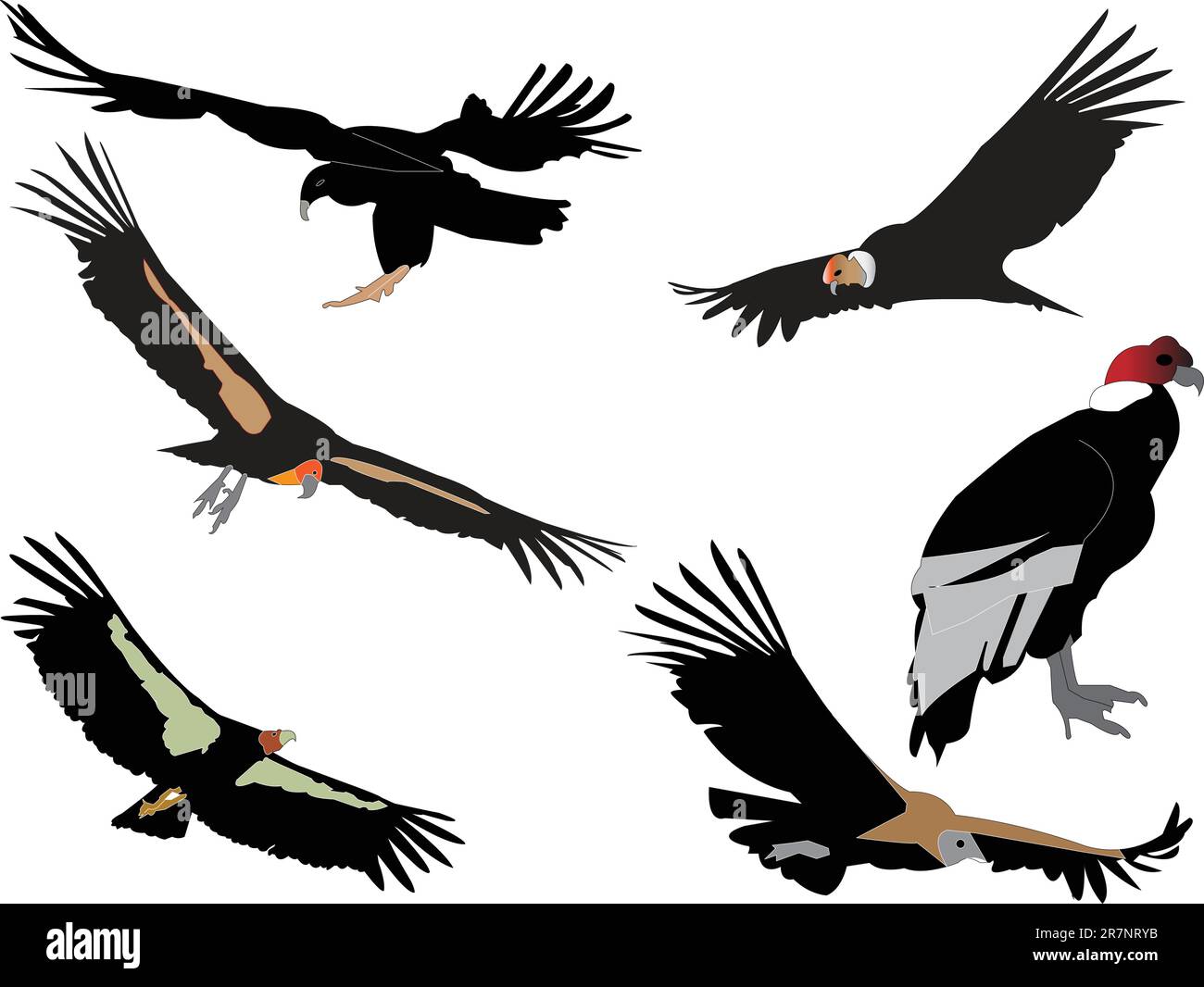 condors collection - vector Stock Vector Image & Art - Alamy
