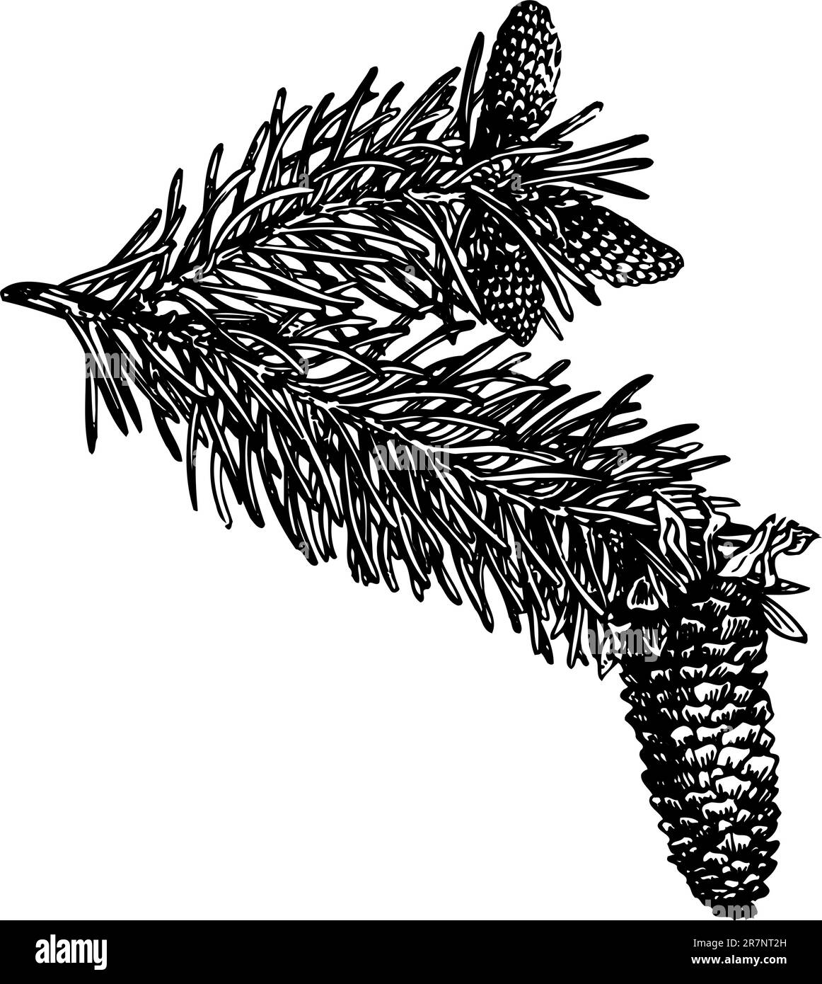 Christmas tree seed Black and White Stock Photos & Images - Alamy