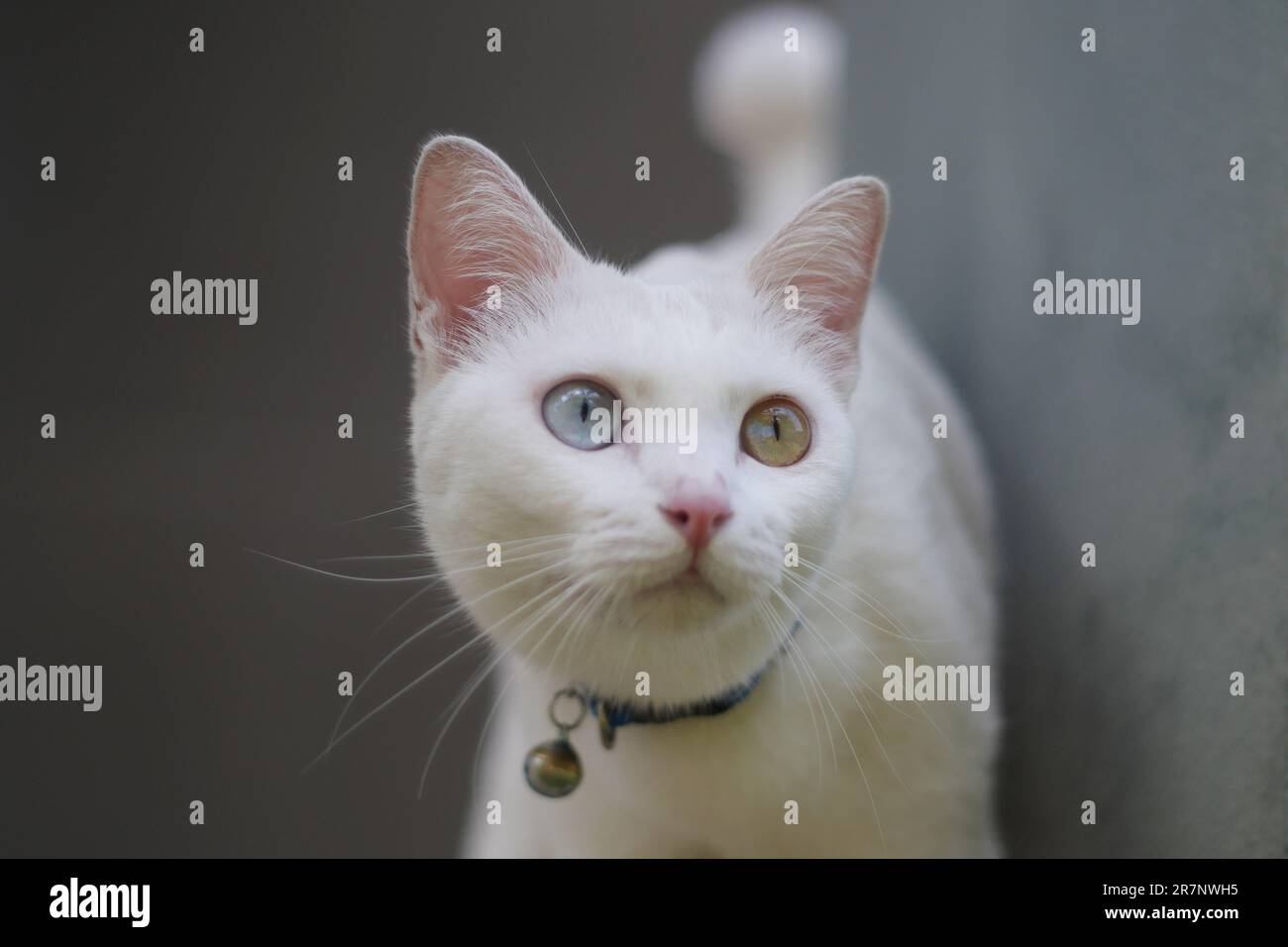 Close to Khao Manee Cat have diamond 2 colors on the eyes Stock Photo ...