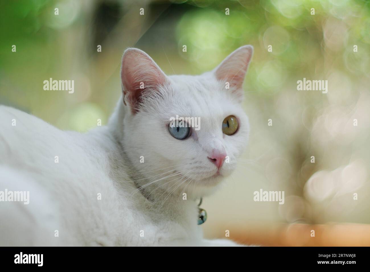 Close to Khao Manee Cat have diamond 2 colors on the eyes Stock Photo ...