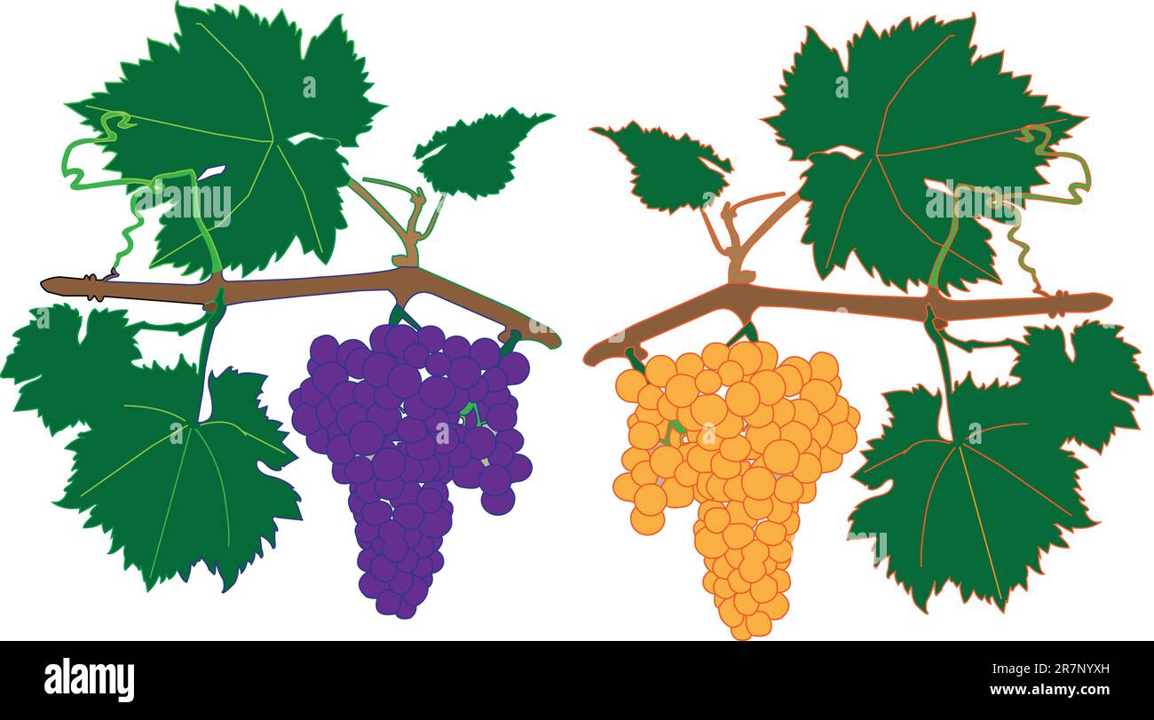 cluster grapes - vector Stock Vector Image & Art - Alamy