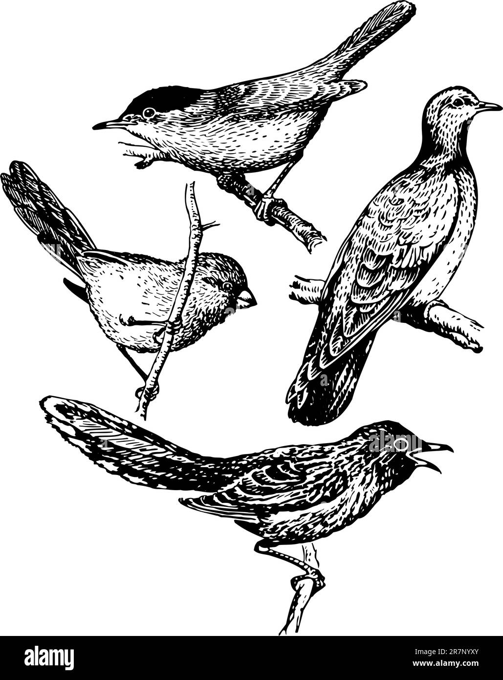 Study of wild birds Stock Vector Images - Alamy