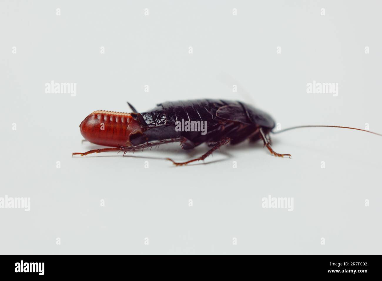 Red pregnant cockroach with an egg, on a white isolated background ...