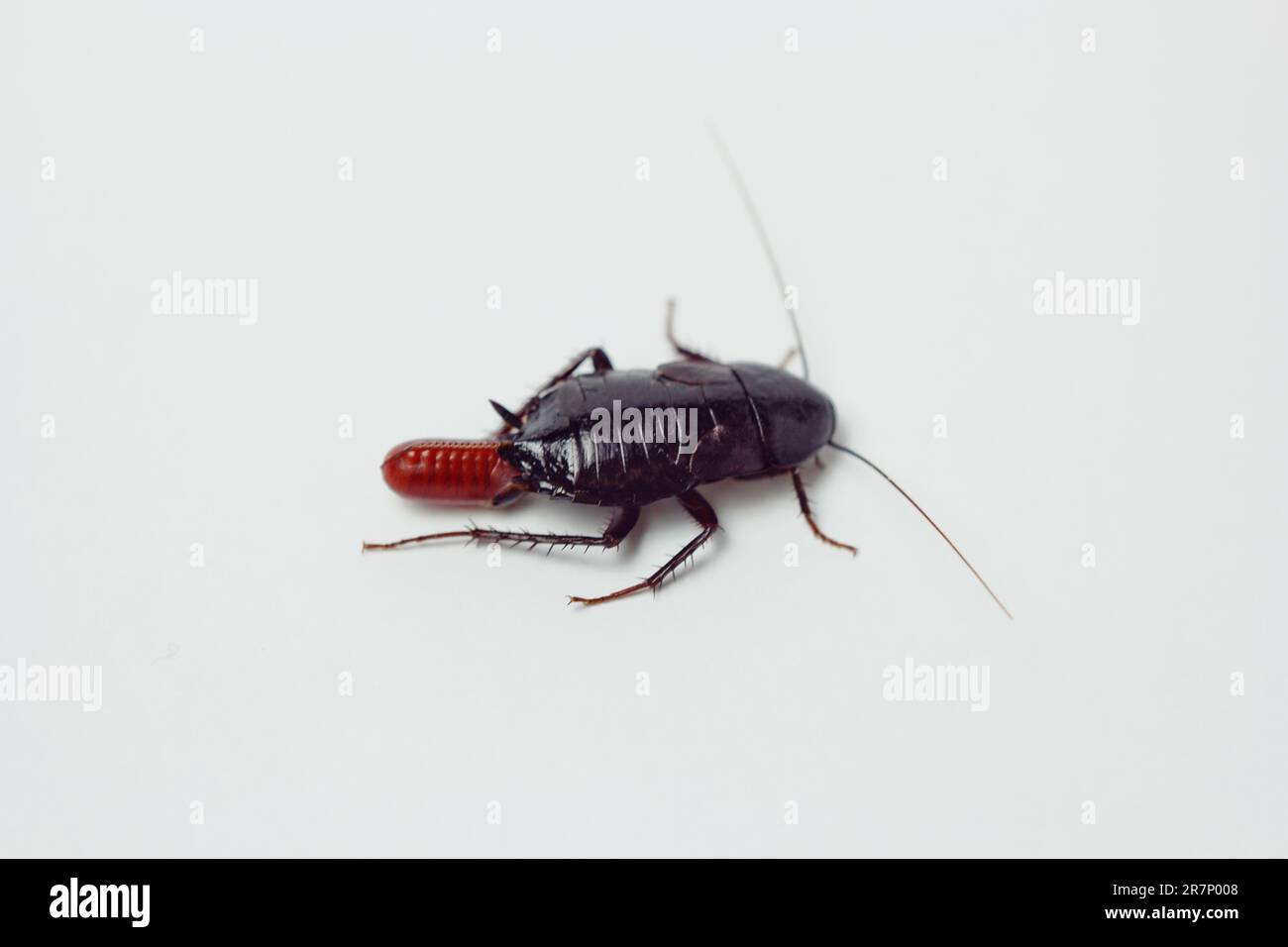 Red pregnant cockroach with an egg, on a white isolated background ...