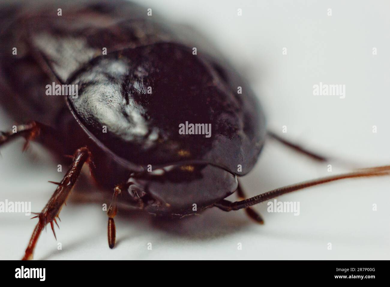 Red pregnant cockroach with an egg, on a white isolated background ...