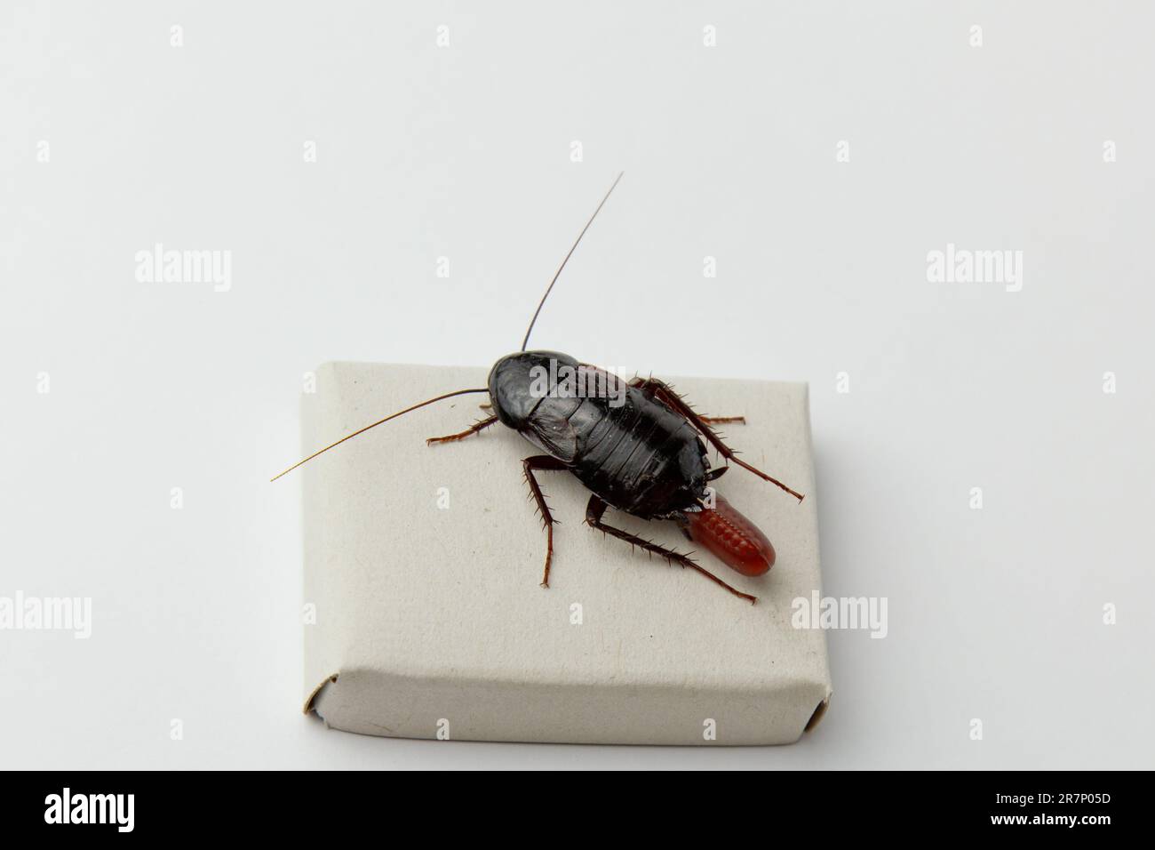 Cockroaches running down hi-res stock photography and images - Alamy