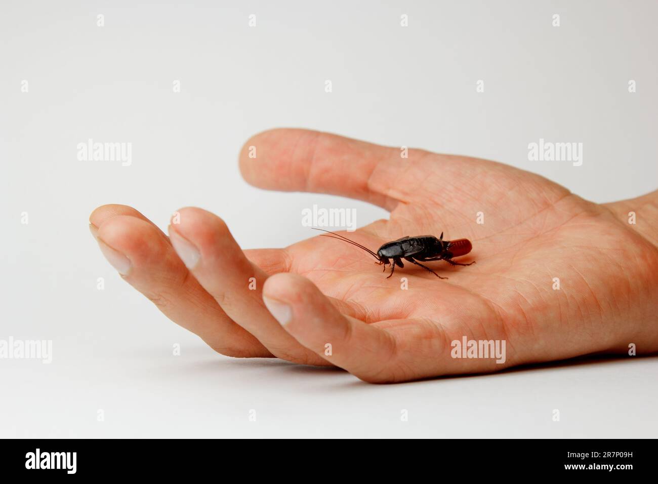 Human hand holding beetle close up hi-res stock photography and images ...